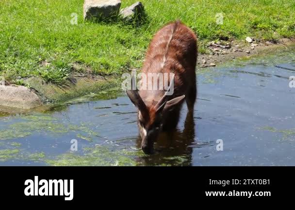 Aquatic antelope Stock Videos & Footage - HD and 4K Video Clips - Alamy