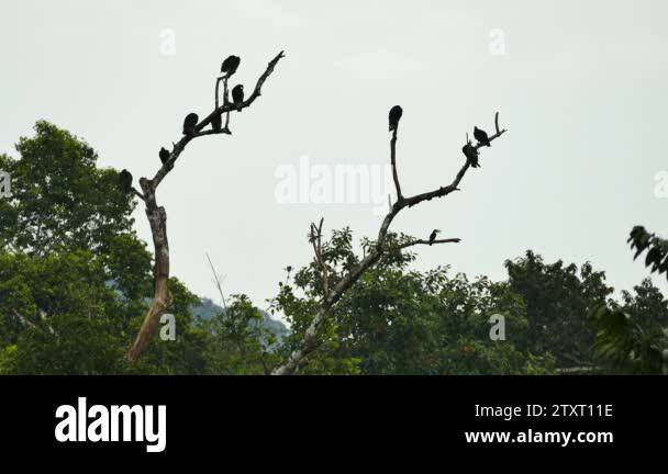 On same tree Stock Videos & Footage - HD and 4K Video Clips - Alamy