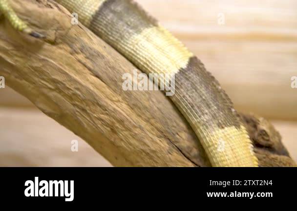 Parietal eye lizard Stock Videos & Footage - HD and 4K Video Clips - Alamy