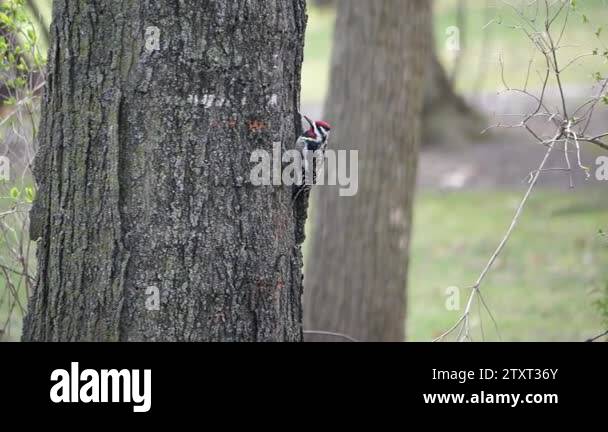 Sapsucker holes in tree Stock Videos & Footage - HD and 4K Video Clips ...