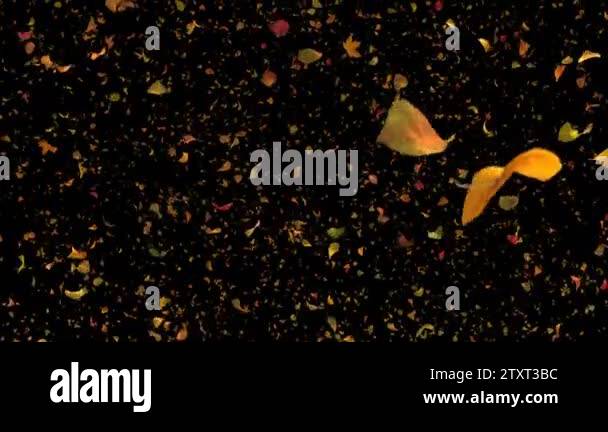 Falling Leaves Side View Black Background // 4k Detailed Autumn Foliage ...