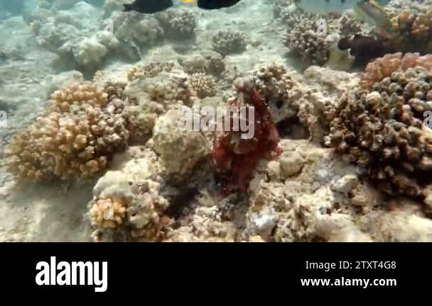 Octopus skin patterns Stock Videos & Footage - HD and 4K Video Clips ...