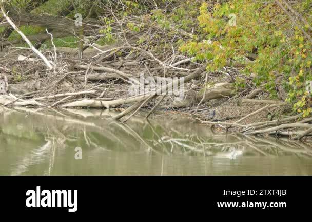 Dead blue jay Stock Videos & Footage - HD and 4K Video Clips - Alamy