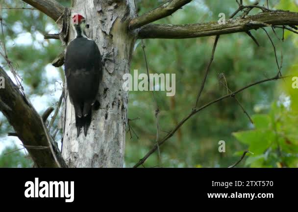 Grip tree Stock Videos & Footage - HD and 4K Video Clips - Alamy