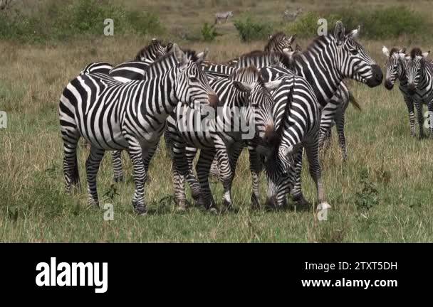 Grant's Zebra, equus burchelli boehmi, Herd through Savannah, Masai Mara Park in Kenya, slow ...