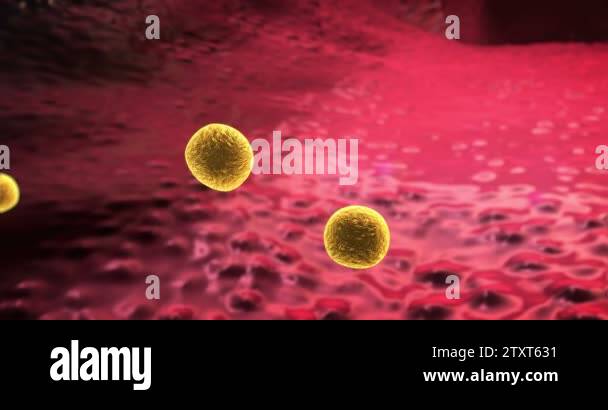 macrophages and fat cells, fat cell in the blood, inside the blood ...