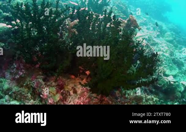 Underwater green tropical coral Gorgonaria on seabed of Philippine Sea ...