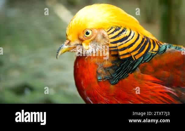 Magnificent elegant male of Chinese Red Golden pheasant, Chrysolophus ...