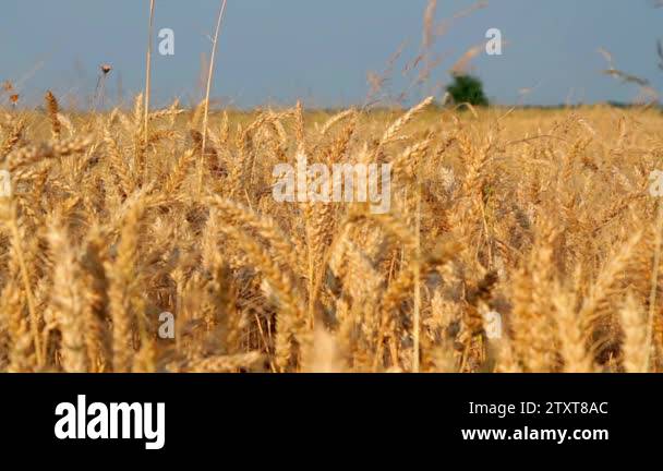 Grain field and lonely tree, the blue sky and white clouds, ripe ...