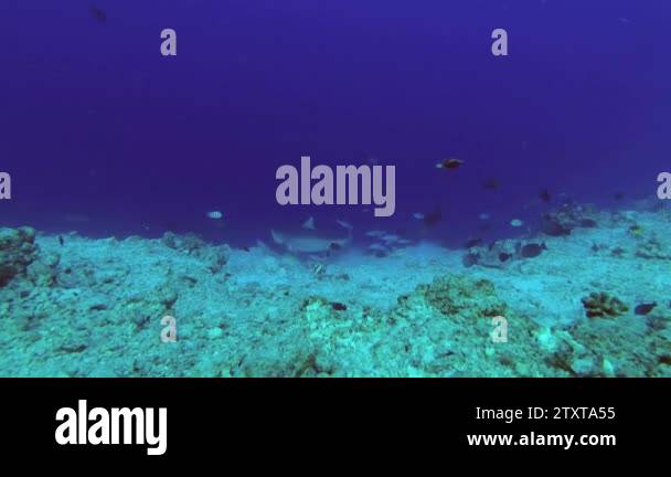 Leopard types Stock Videos & Footage - HD and 4K Video Clips - Alamy