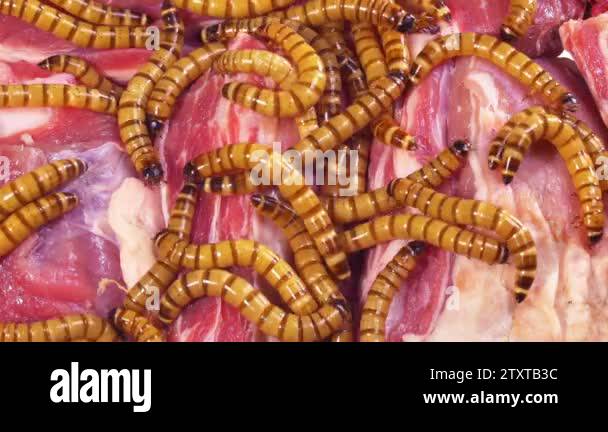 Wormy spoiled beef steak, ugly unhealthy food concept Stock Video ...