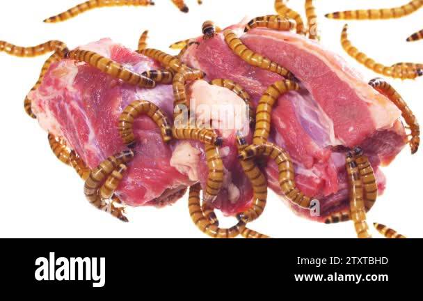 Wormy spoiled beef steak, ugly unhealthy food concept Stock Video ...