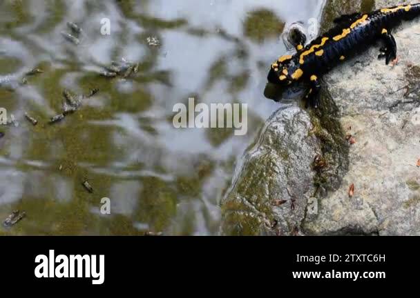 fire salamander, salamander, Salamandra salamandra, caddis fly larva ...