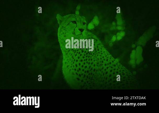 Cheetah looking at you Stock Videos & Footage - HD and 4K Video Clips ...