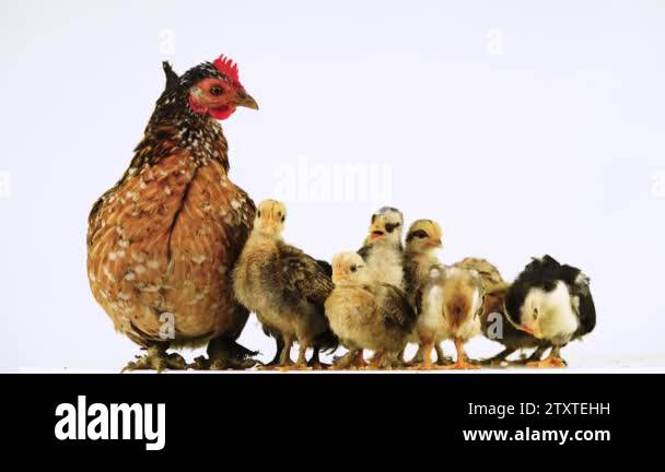 Hen and her chicks isolated on a white screen Stock Video Footage - Alamy