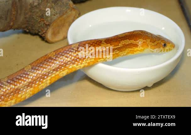 Snake drinks Stock Videos & Footage - HD and 4K Video Clips - Alamy