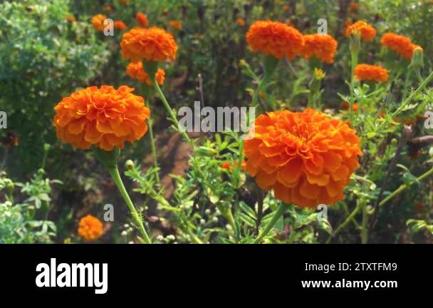 Marigold flower as a new Indian symbol of remembrance of Indian ...