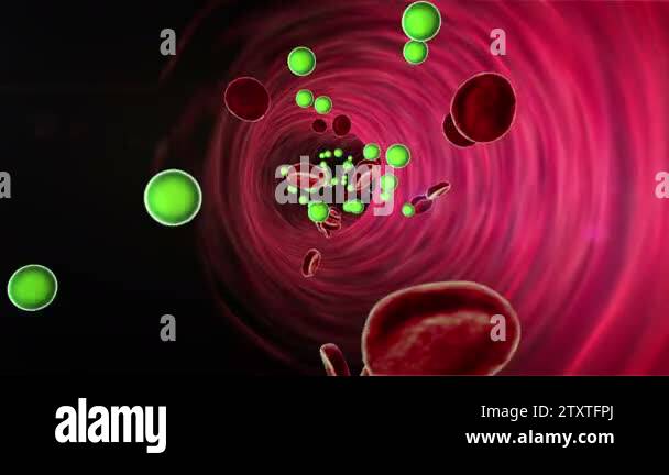 leukocyte in a blood, drugs inside the blood vessel, insulin and ...