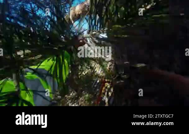 Arborist climbing pine tree Stock Videos & Footage - HD and 4K Video ...