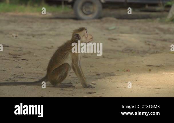 Monkey taking Stock Videos & Footage - HD and 4K Video Clips - Alamy