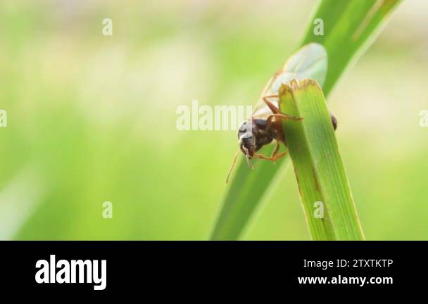 ants queens on a grass, first fly, winged ants queens ,ant queen ...