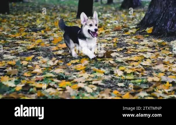 Welsh dog breed Stock Videos & Footage - HD and 4K Video Clips - Alamy