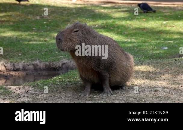 Carpincho capibara capybara hydrochoerus Stock Videos & Footage - HD ...