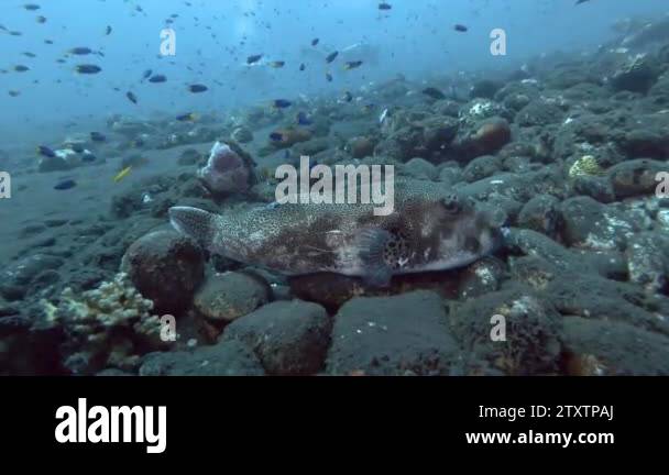 Pufferfish lies on a black rocky bottom above it swims school of Neon ...