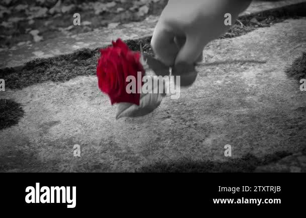Fallen rose on grave Stock Videos & Footage - HD and 4K Video Clips - Alamy
