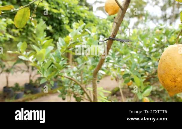 Lemon Fruit Growing on Small Tree in Garden Pot at Organic Farm ...