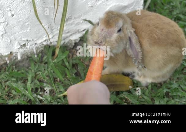 Unwell animals Stock Videos & Footage - HD and 4K Video Clips - Alamy