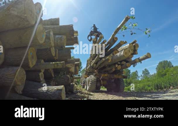 Crane Grabbing Pile of Wooden Logs. Lumber Industry. Logging truck's ...