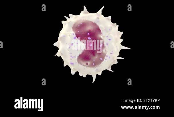 Monocyte white blood cell Stock Videos & Footage - HD and 4K Video ...