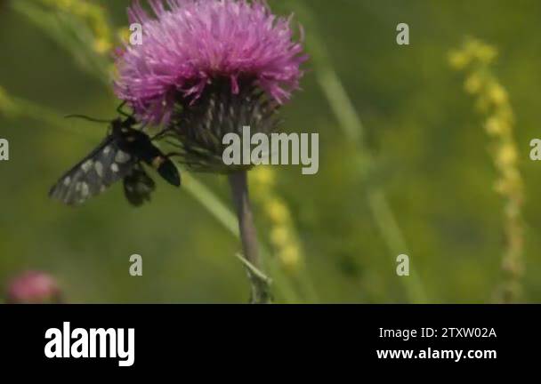 Nine-spotted moth or yellow belted burnet (Amata phegea, formerly ...