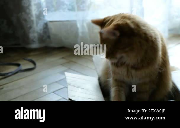 Cat guards Stock Videos & Footage - HD and 4K Video Clips - Alamy