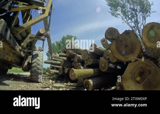 Lifting tree trunks Stock Videos & Footage - HD and 4K Video Clips - Alamy