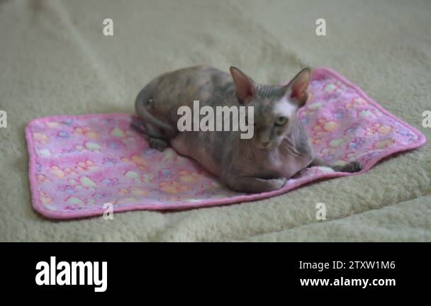Portrait sphynx domestic cat Stock Videos & Footage - HD and 4K Video ...