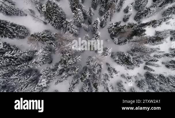 Going down overhead vertical aerial above snowy pine woods forest ...