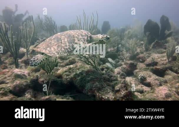 Sea turtle swimming underwater, in Antigua, the Caribbean. Handheld ...