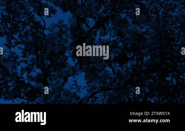 Dense tree canopy Stock Videos & Footage - HD and 4K Video Clips - Alamy