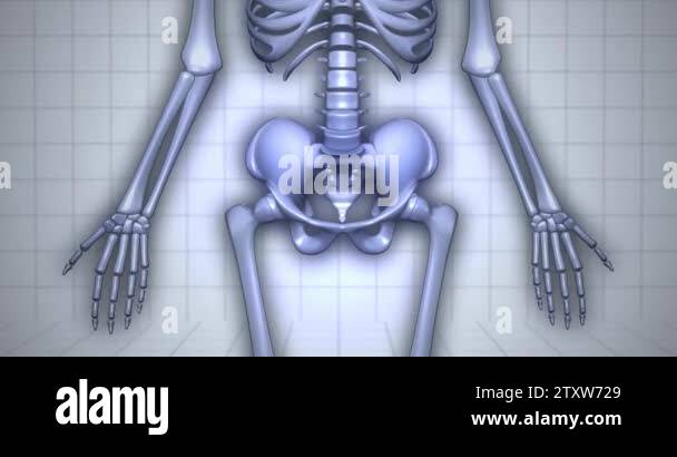 3D Human Anatomy Skeleton Visualization - Hip Bones Stock Video Footage ...