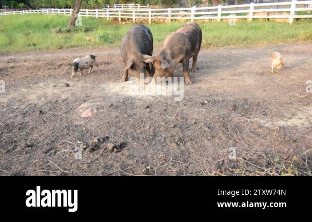 Family pig Stock Videos & Footage - HD and 4K Video Clips - Alamy