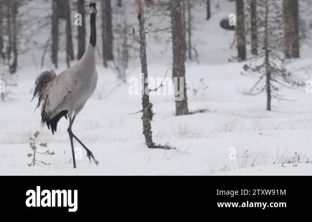Crane in swamp Stock Videos & Footage - HD and 4K Video Clips - Alamy