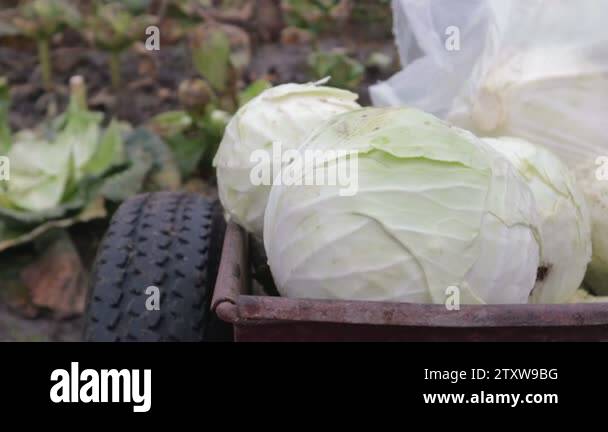 Crop transportation Stock Videos & Footage - HD and 4K Video Clips - Alamy