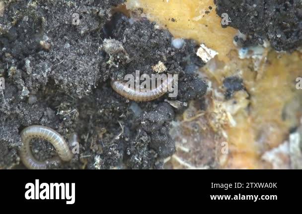 Centipedes soil Stock Videos & Footage - HD and 4K Video Clips - Alamy