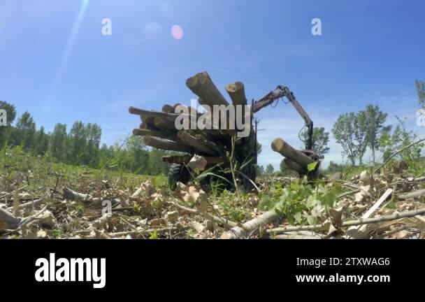 Lumber Industry. Crane Lifting Timber. Logging truck's swing arm ...