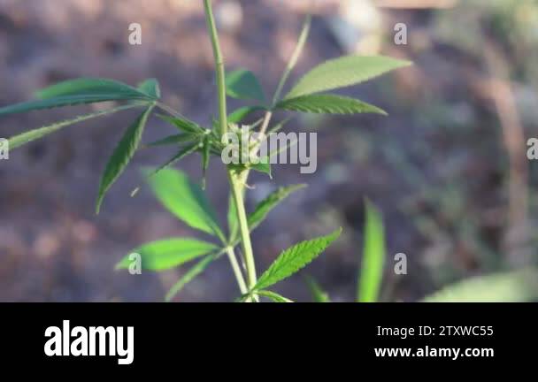 Close up cannabis plants in Stock Videos & Footage - HD and 4K Video ...