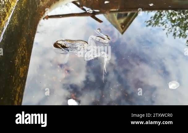 Animal trough and garden Stock Videos & Footage - HD and 4K Video Clips ...