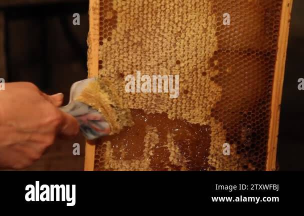 Unseal Stock Videos & Footage - HD and 4K Video Clips - Alamy