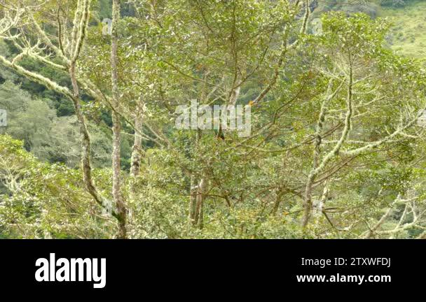 Wild avocado bird Stock Videos & Footage - HD and 4K Video Clips - Alamy